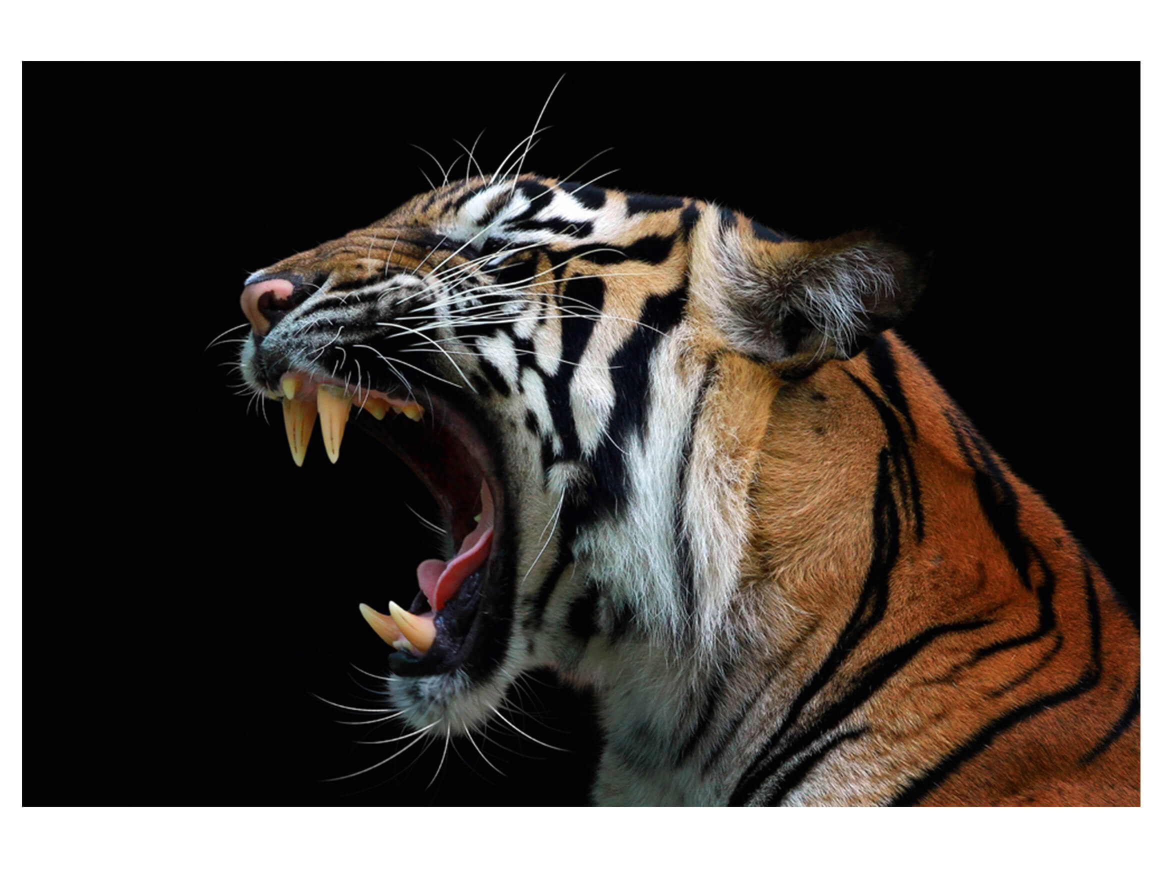 Digitaldruck auf Acrylglas Fauchender Tiger image LAND / Grösse: 120 x ...