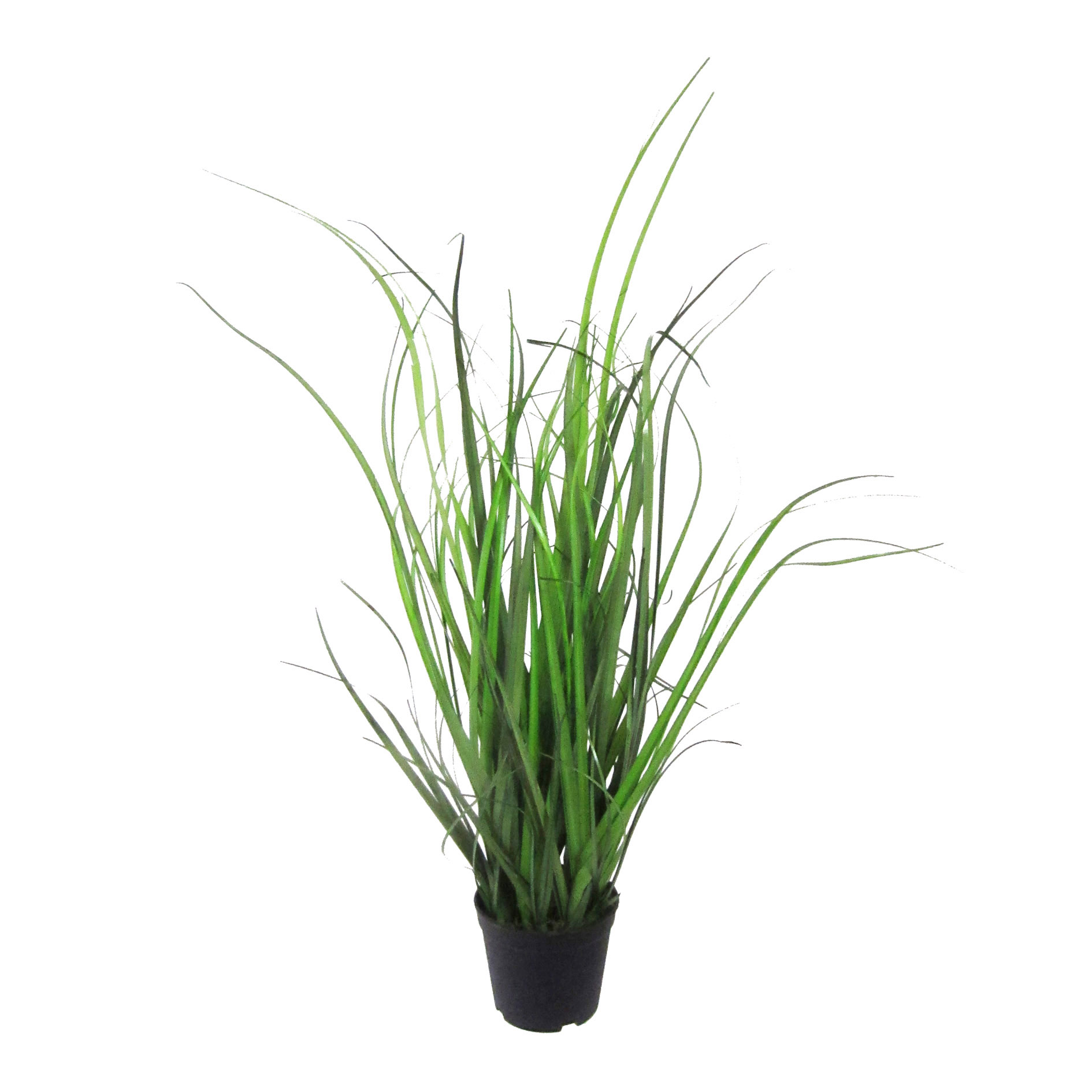Grass bush in pot Green Gasper / Size: x cm