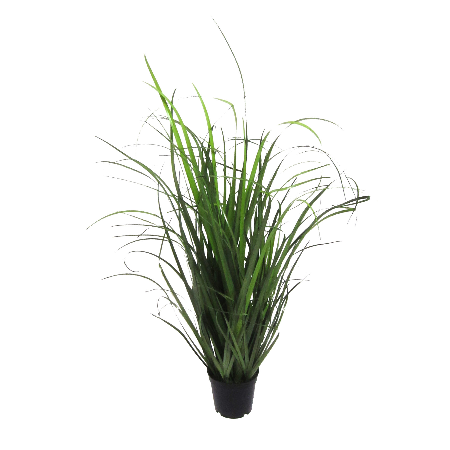 Grass bush in pot Green Gasper / Size: x cm