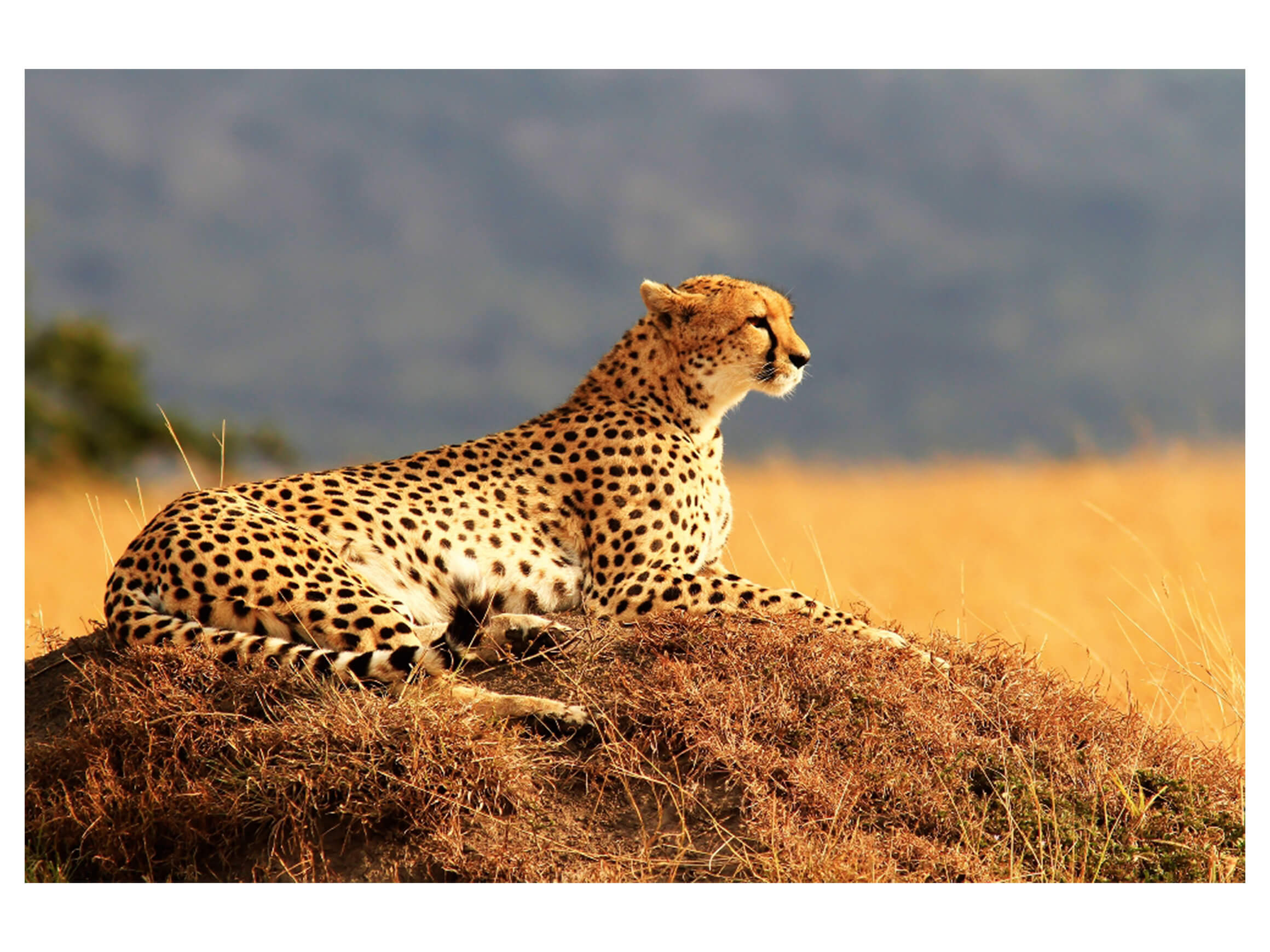 Digitaldruck auf Acrylglas Gepard image LAND / Grösse: 120 x 80 cm