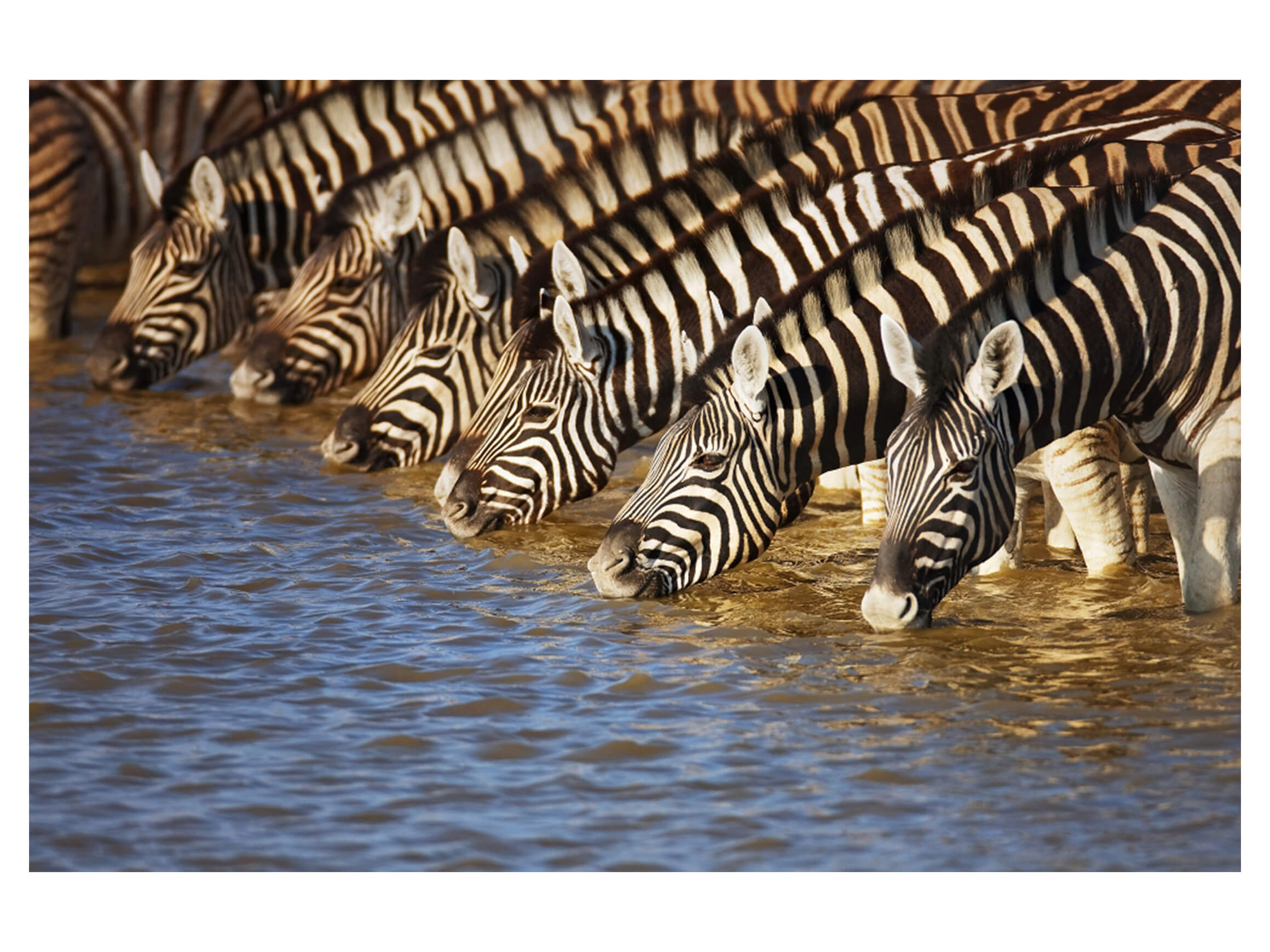 Digitaldruck auf Acrylglas Zebras am Fluss image LAND / Grösse: 120 x 80 cm