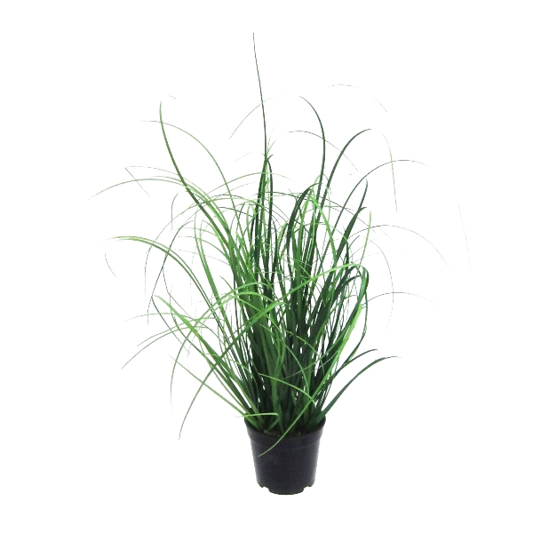 Grass bush in pot Green Gasper / Size: x cm